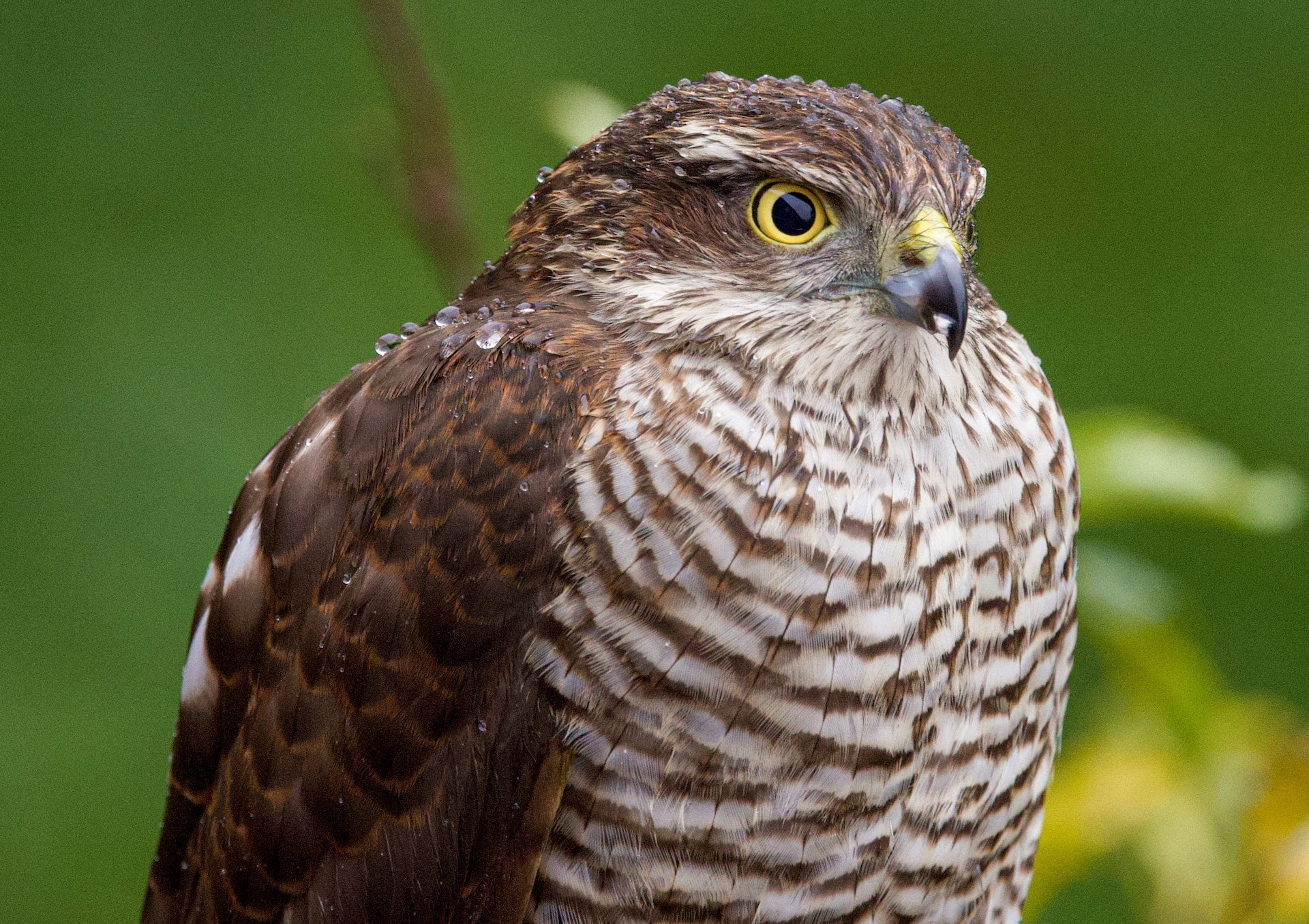 Accidentally rescuing a sparrow hawk victim | Urban Wild Garden