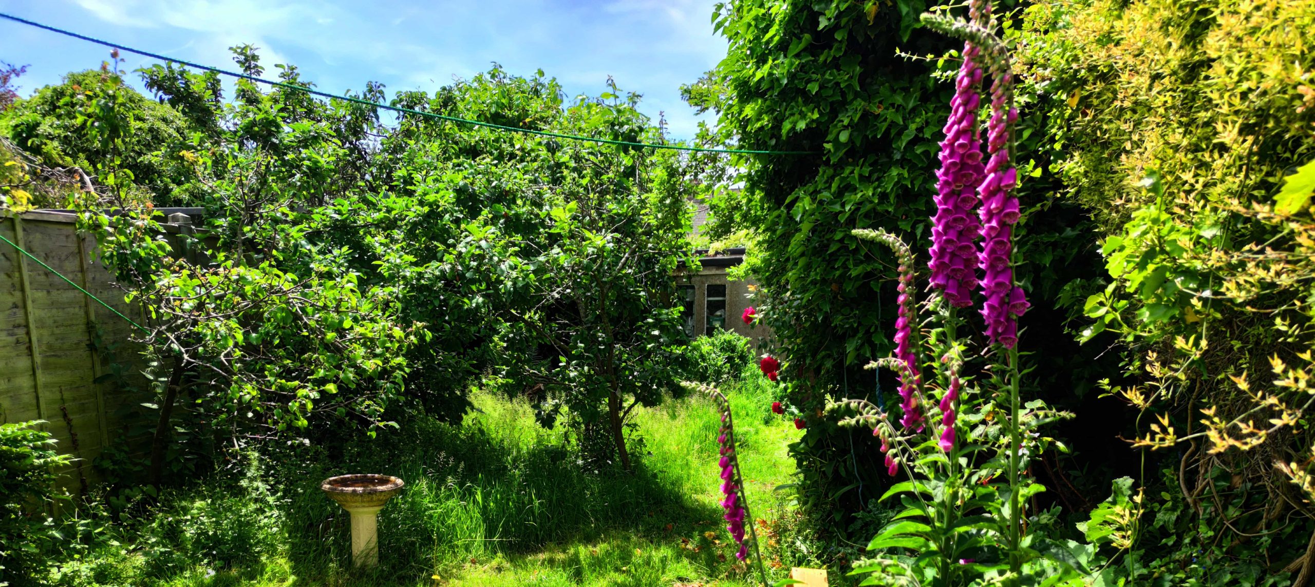 What is an Urban Wild Garden? | Urban Wild Garden