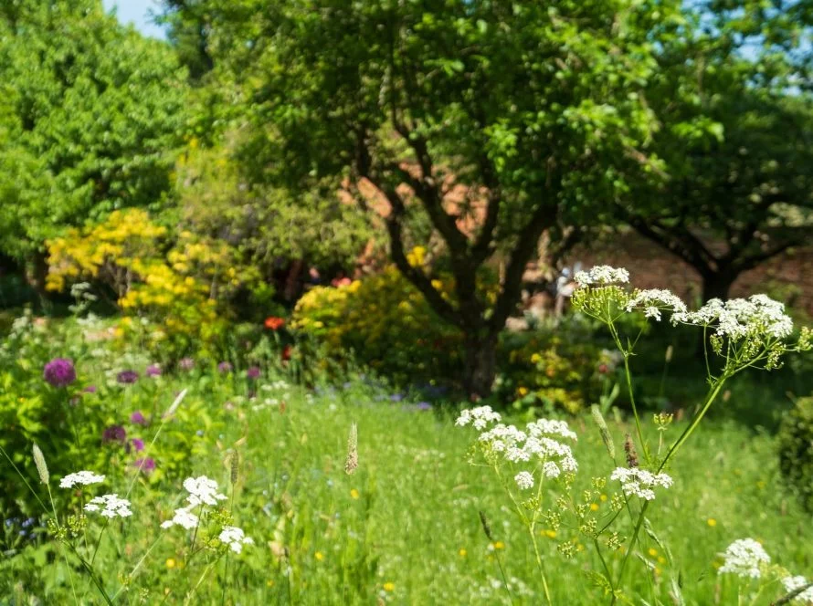 Creating a Sustainable Wild Garden - A Comprehensive Guide | Urban Wild ...