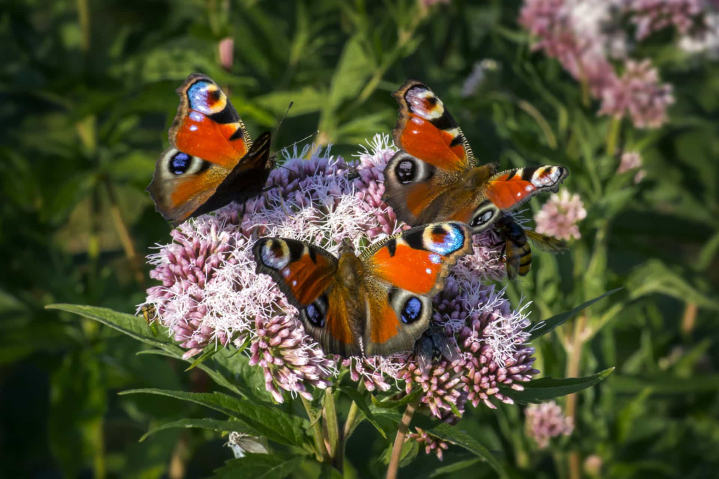 How to Build a Low-Maintenance Wildlife Garden in the UK | A Step-by ...