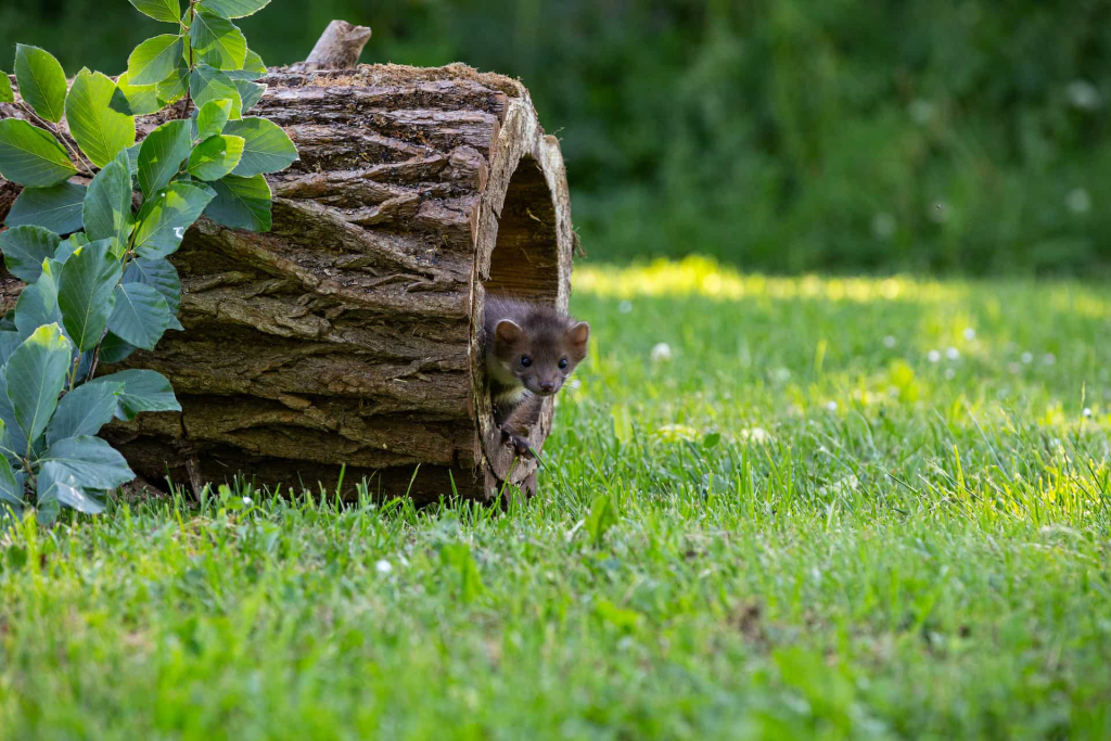 How to Build a Low-Maintenance Wildlife Garden in the UK | A Step-by ...