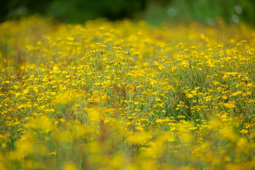 Cultivating Diversity: How to Grow Wild Flowers in the Garden | Urban ...